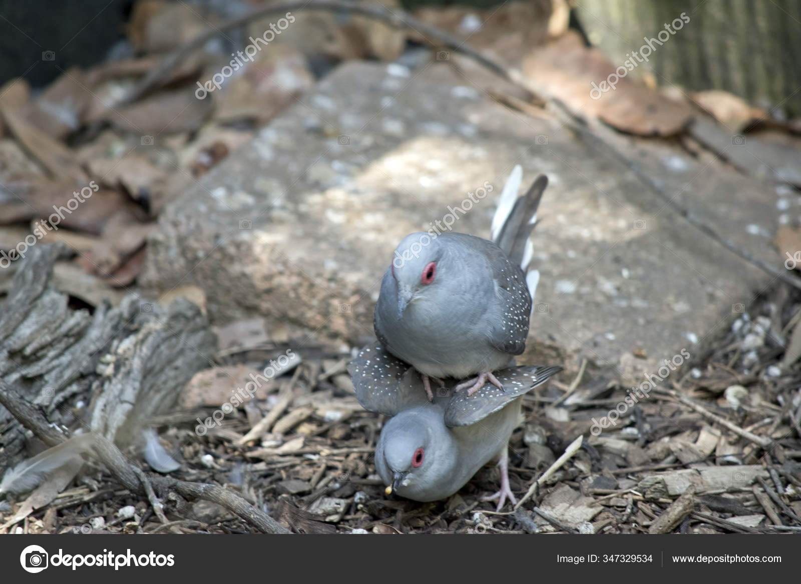 Two Diamond Doves Process Mating Stock Photo by ©ozflash 347329534