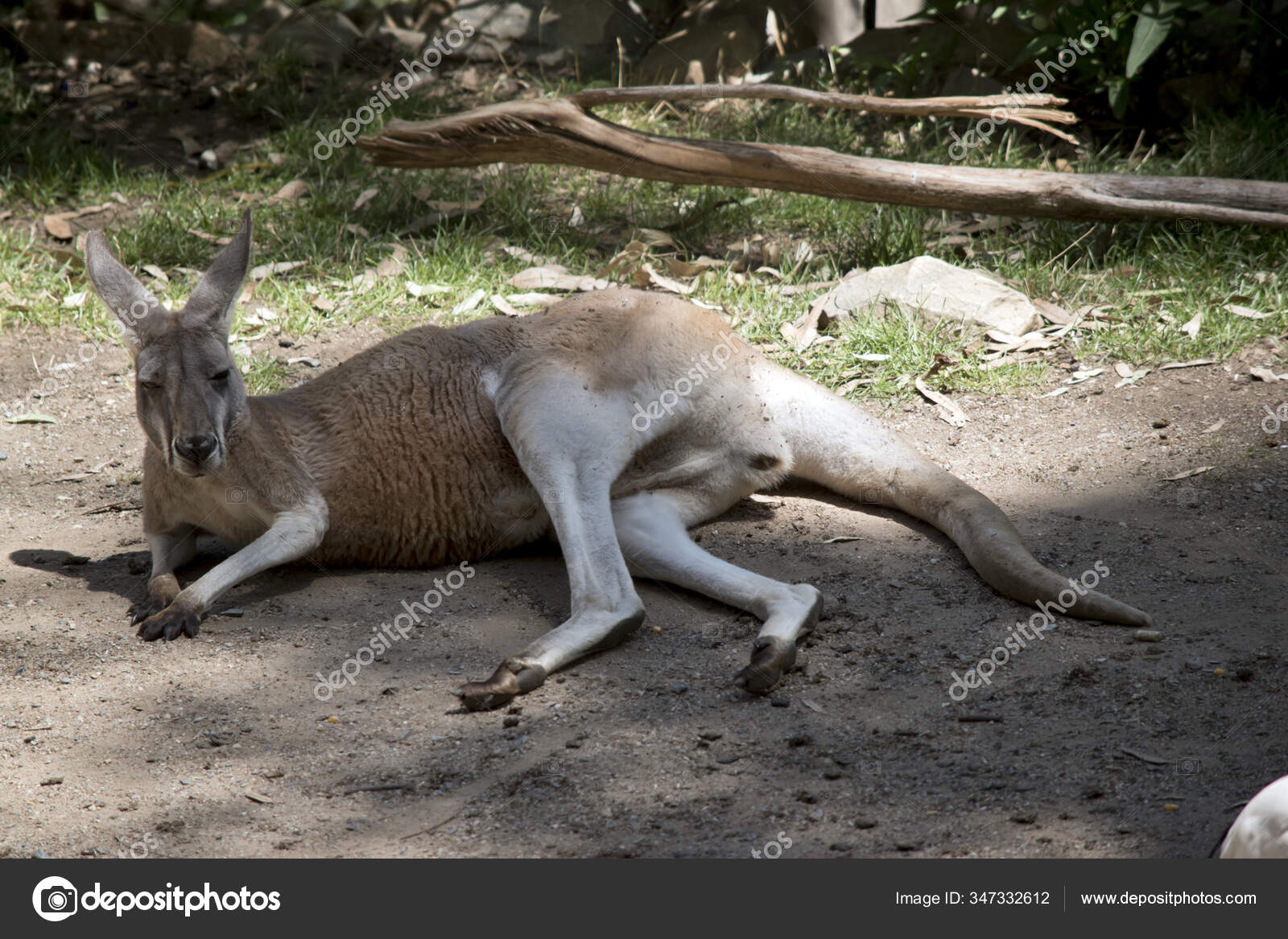 Red Kangaroo Resting Shade — Stock Photo © ozflash #347332612