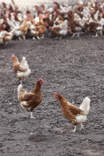 Many brown chicken outside farm in the dirt Stock Photo by ©ahavelaar ...