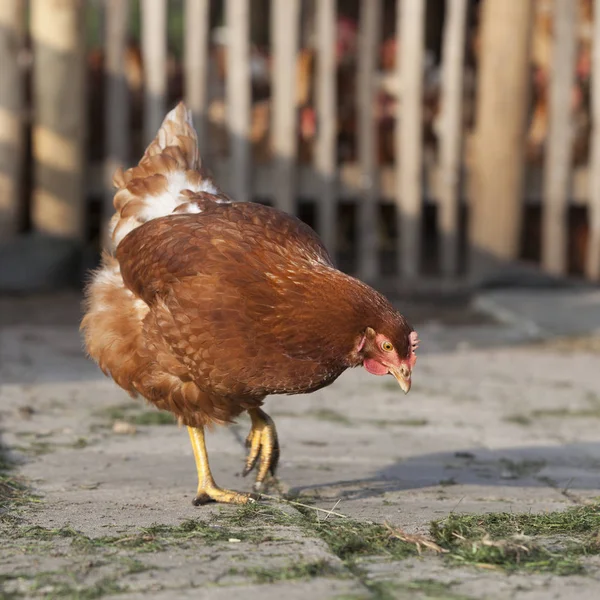 Many brown chicken outside farm in the dirt Stock Photo by ©ahavelaar ...