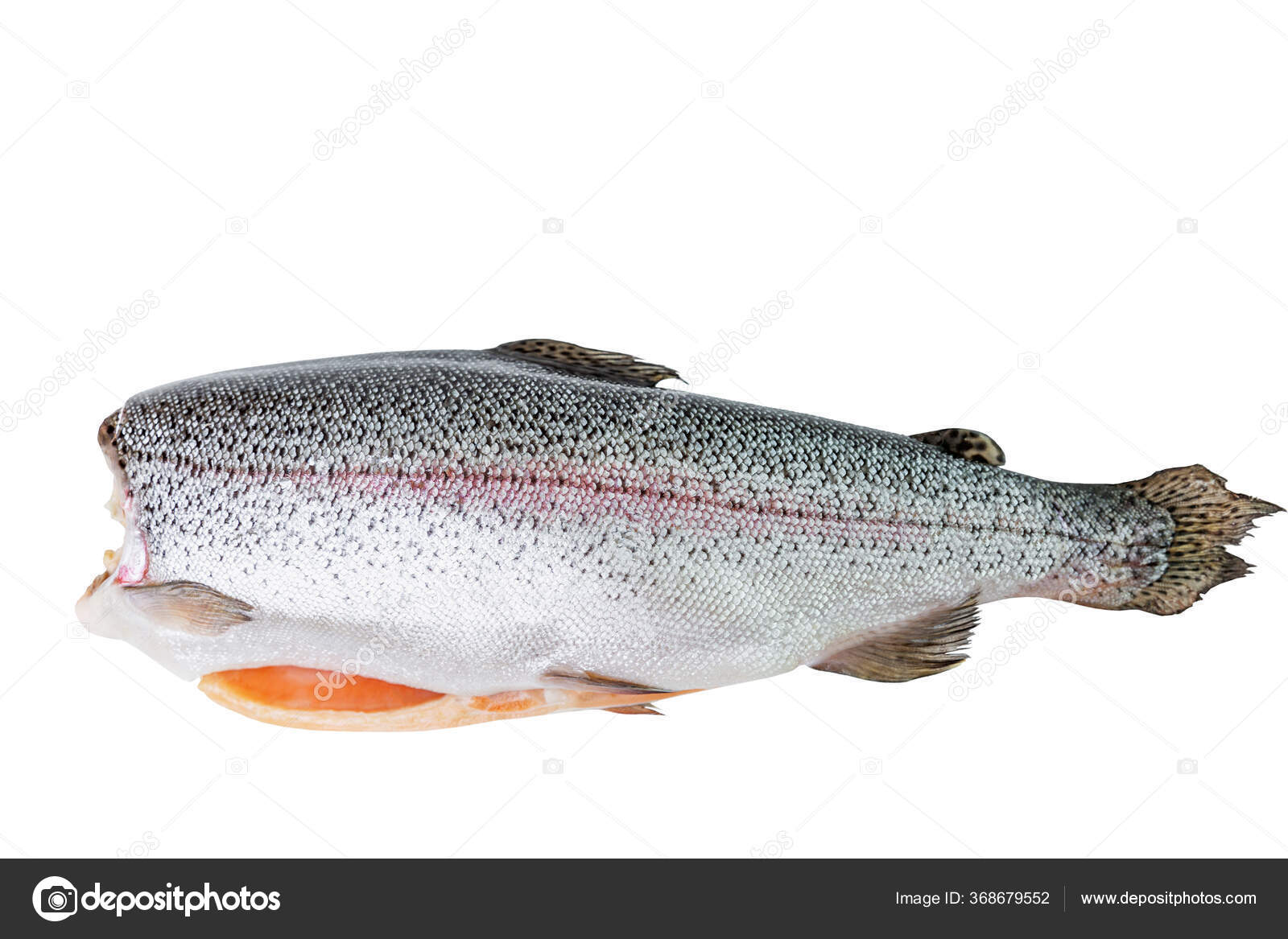 Big Fresh Red Headless Fish Healthy Lifestyle Isolated White Background ...