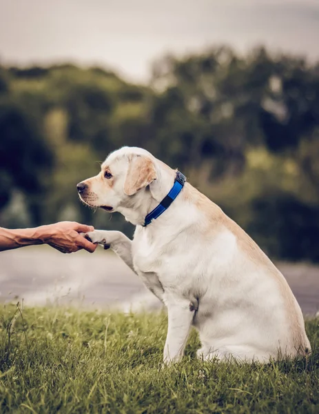 Labrador study Stock Photos, Royalty Free Labrador study Images ...