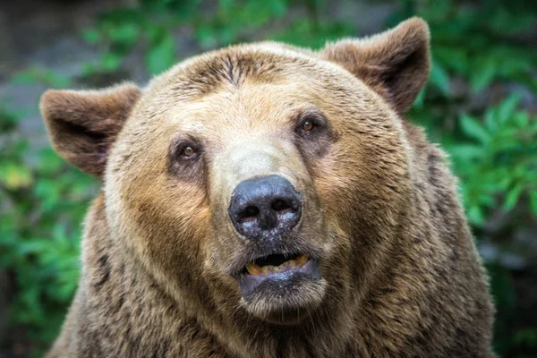 Grizzly bear Stock Photo by ©wollertz 54260819