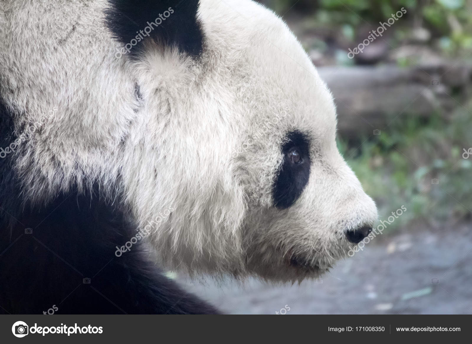Giant Panda Face