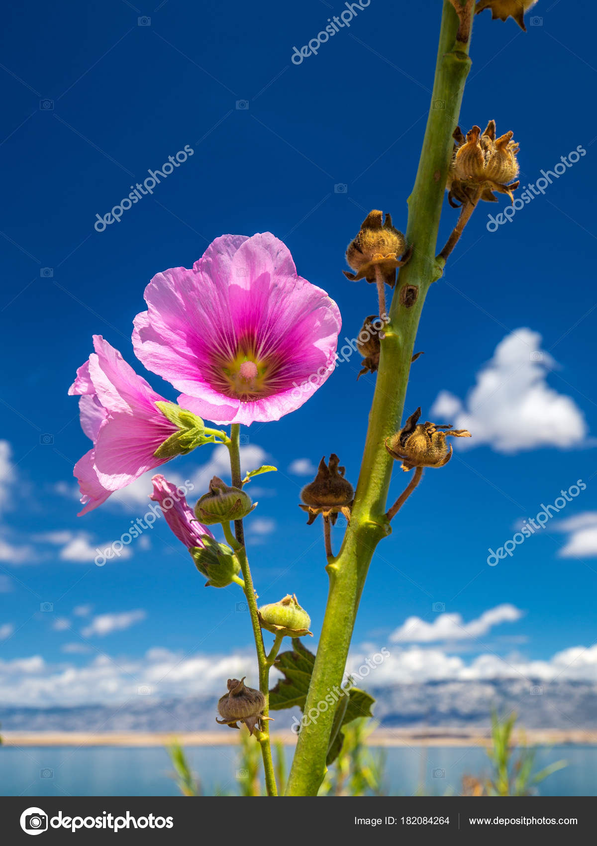 Blue Hollyhock Flowers