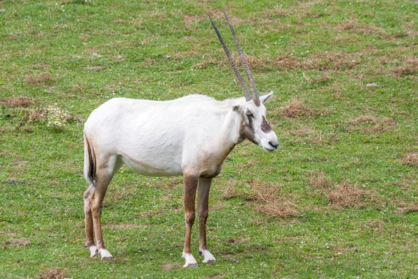 ᐈ Albino antelope stock photos, Royalty Free white antelope images ...