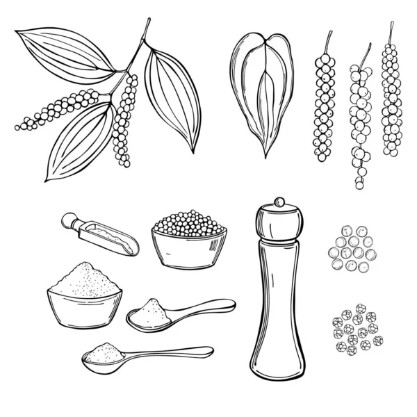 Black pepper powder Vector Art Stock Images | Depositphotos