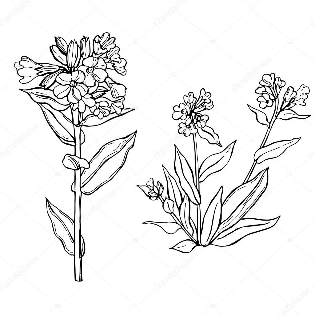Hierbas medicinales dibujadas a mano. Lungwort Plants. Dibujo vectorial ...