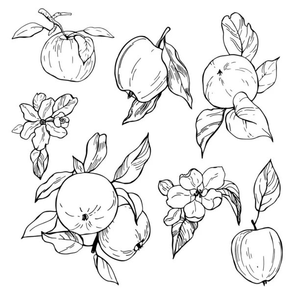 Hand Drawn Fruits Flowers Collection Ink Drawing Strawberries ...