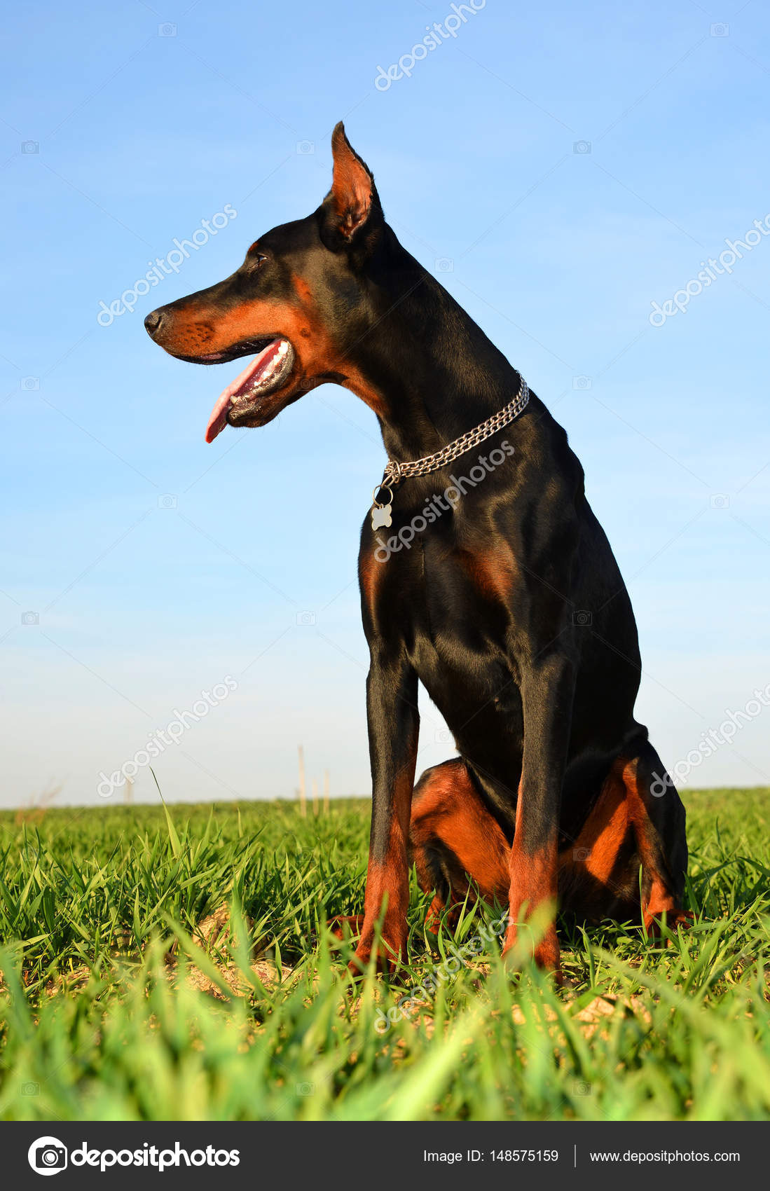 Brown doberman dog Stock Photo by ©vencav 148575159