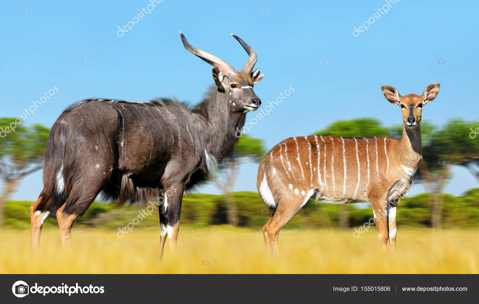 Female Bongo Antelope
