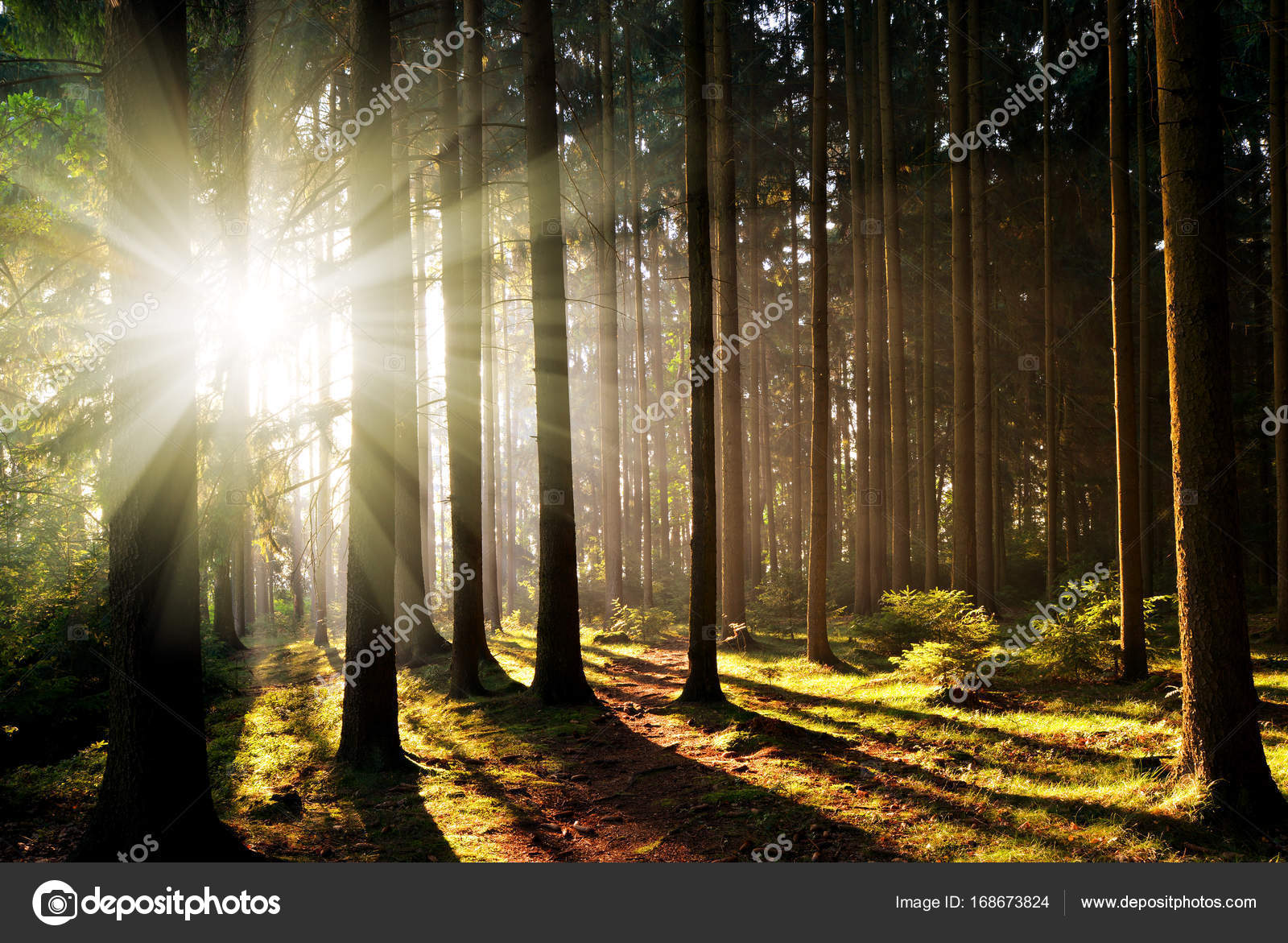 Forest with sun rays. Stock Photo by ©vencav 168673824