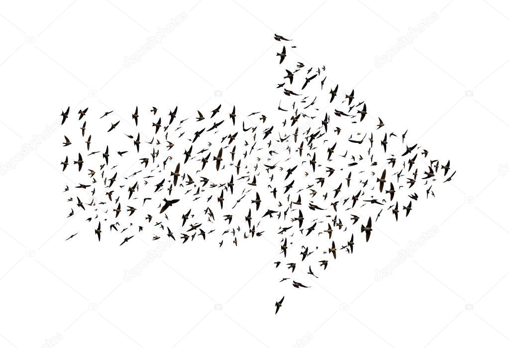 Birds flying in arrow formation. — Stock Photo © vencav #170323176