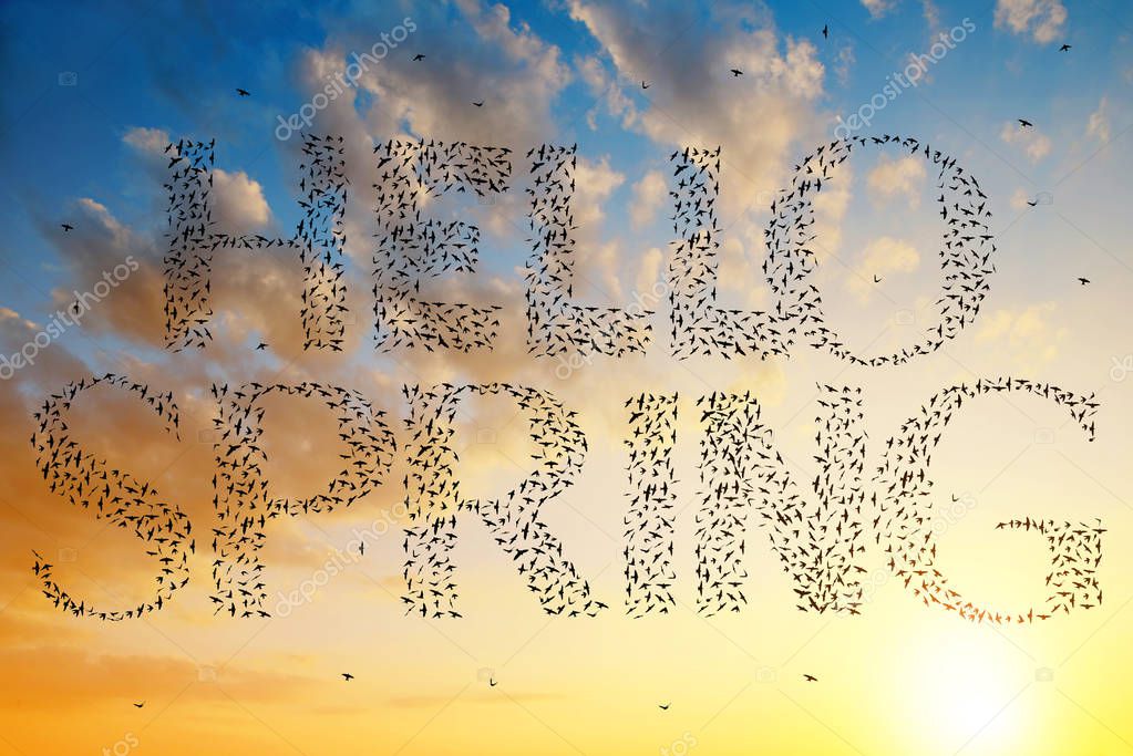 Silueta bandada de aves volando en el texto HELLO SPRING formación al ...