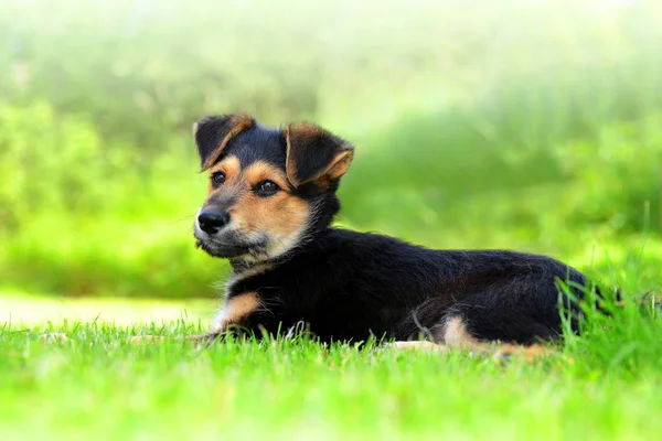 Kruising hond Stock Photos, Royalty Free Kruising hond Images ...