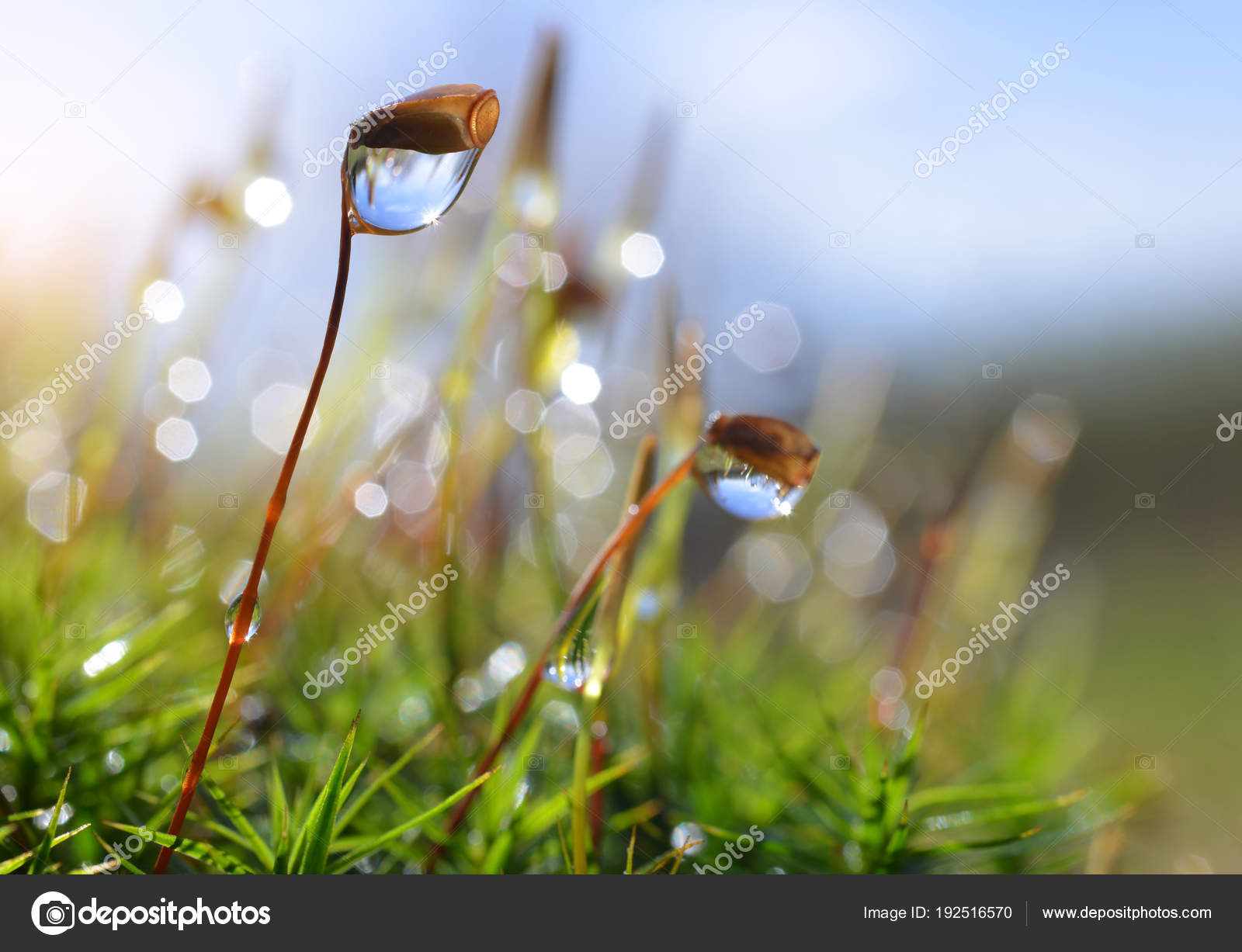 Macro Moss Dew Drops Close — Stock Photo © vencav #192516570