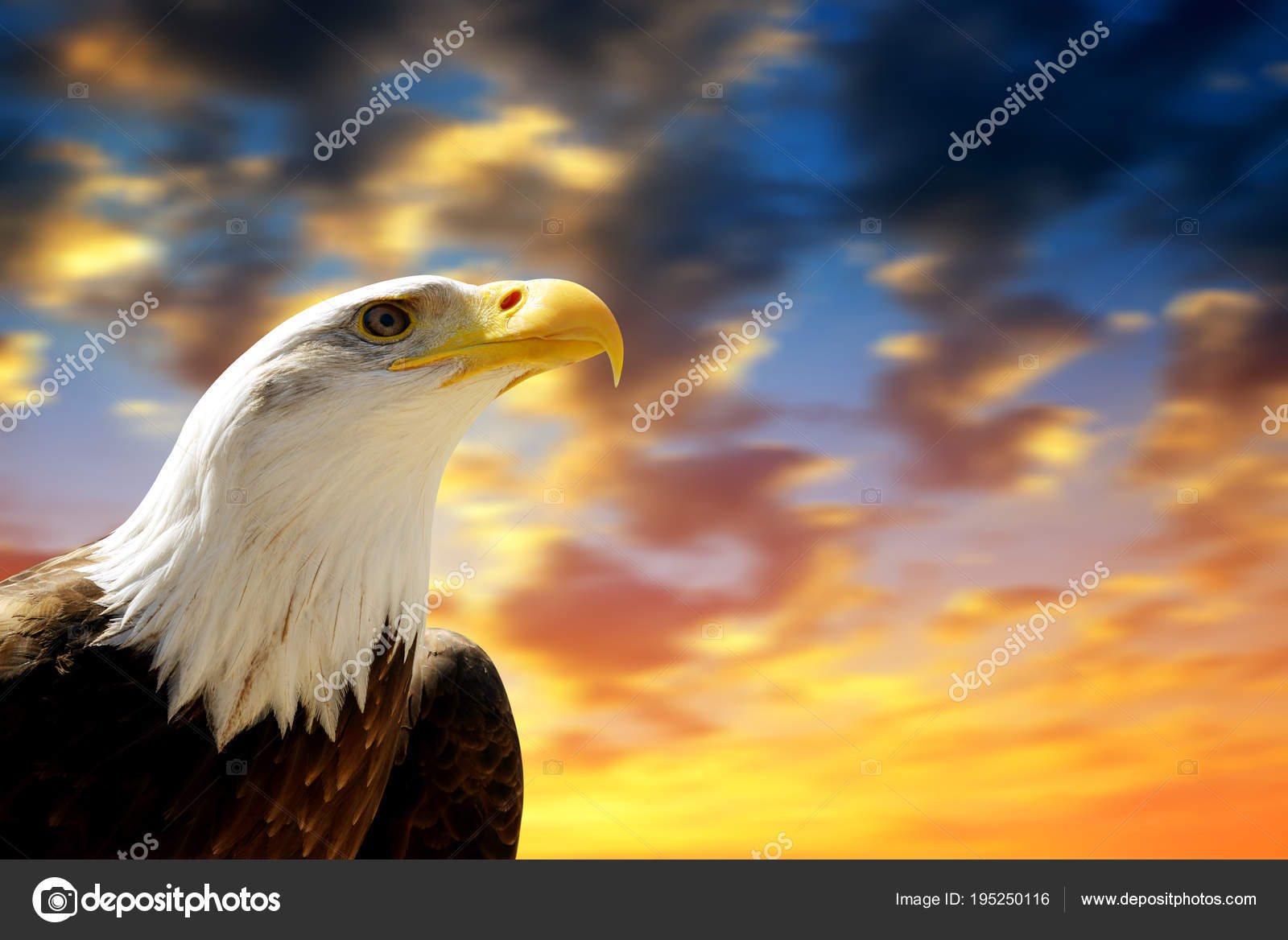 Portrait Bald Eagle Haliaeetus Leucocephalus Sunset Sky Background ...