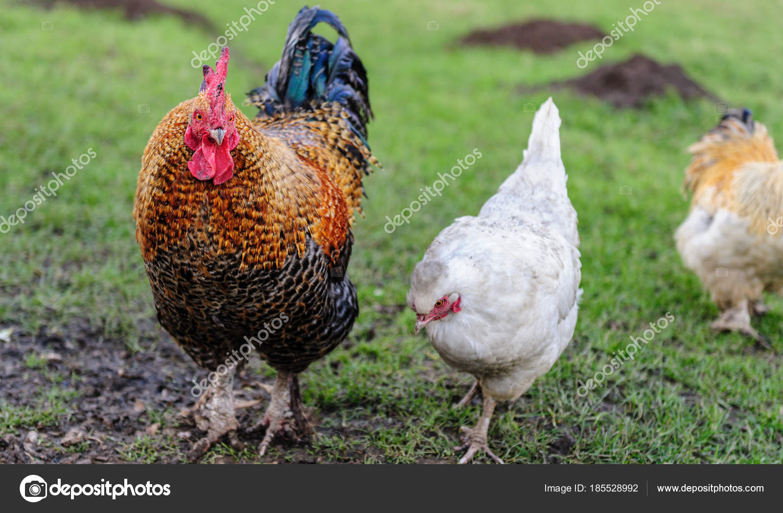 Chicken and Hen walking side by side — Stock Photo © durktalsma #185528992
