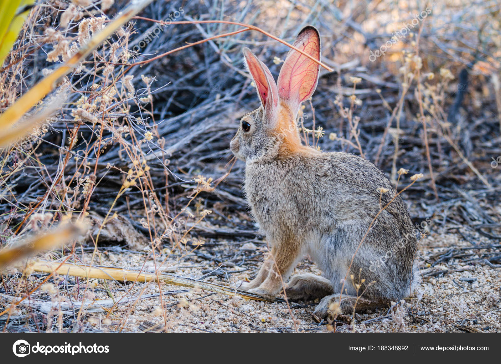Desert Cottontail Rabbit Stock Photo by ©durktalsma 188348992