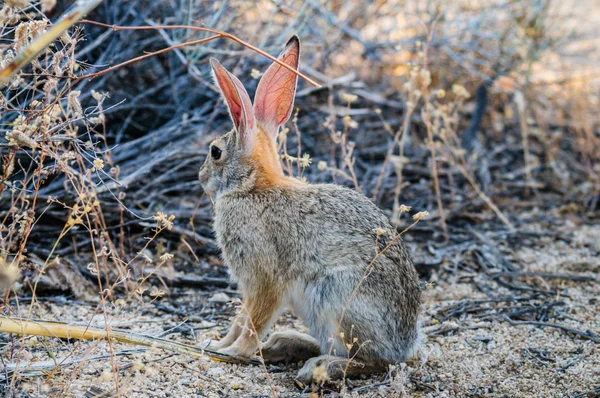 Desert Cottontail Rabbit Stock Photo by ©durktalsma 188348992
