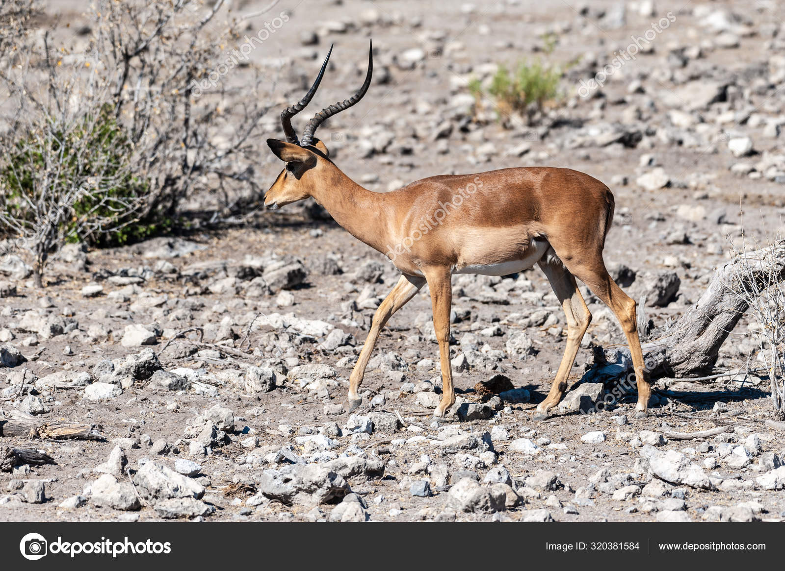 Impalas in Etosha National Park — Stock Photo © durktalsma #320381584
