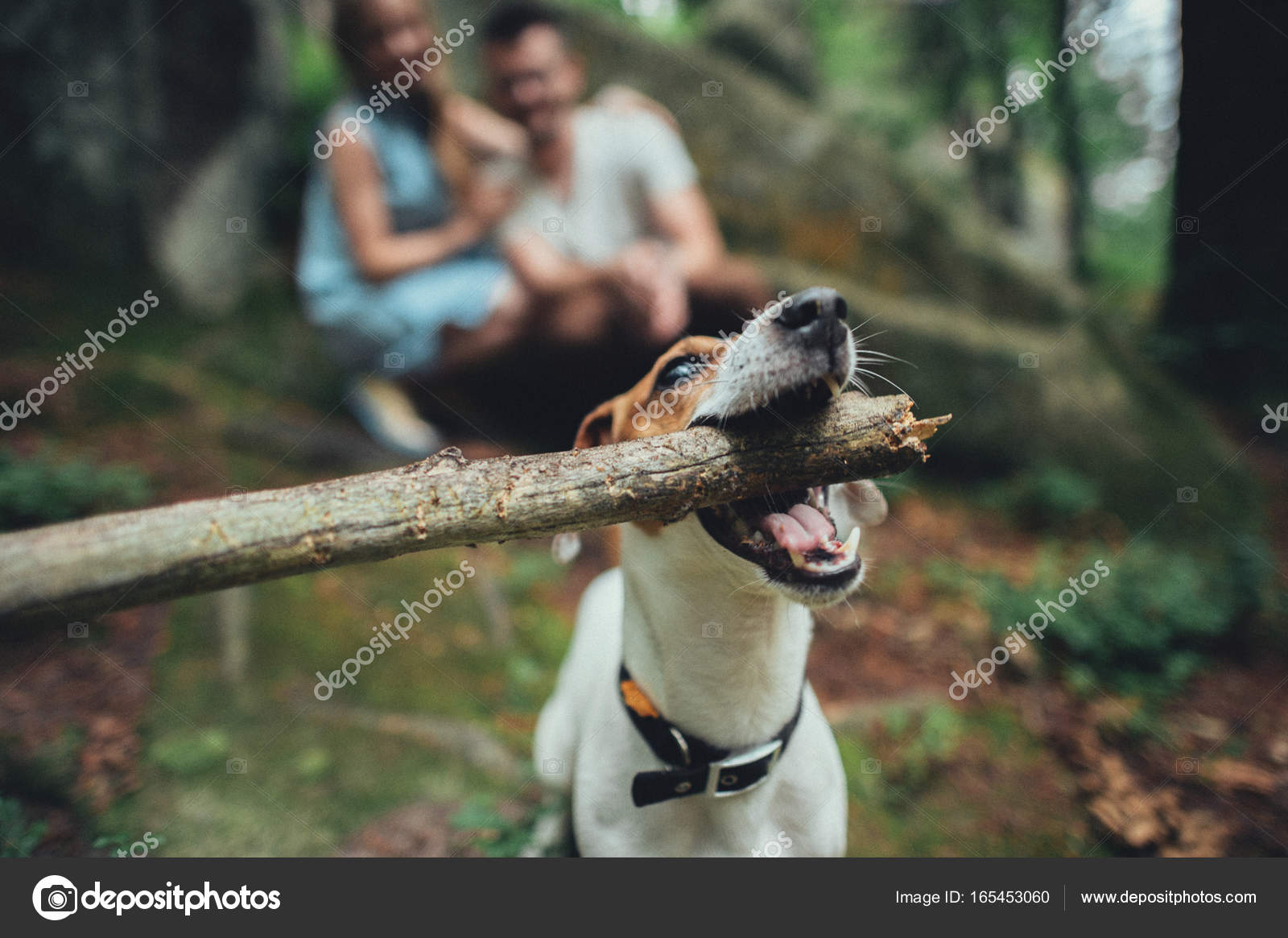 Dog holding wooden stick in mouth — Stock Photo © LadanivskyyO #165453060 Dog holding wooden stick in mouth — Stock Photo © LadanivskyyO #165453060
