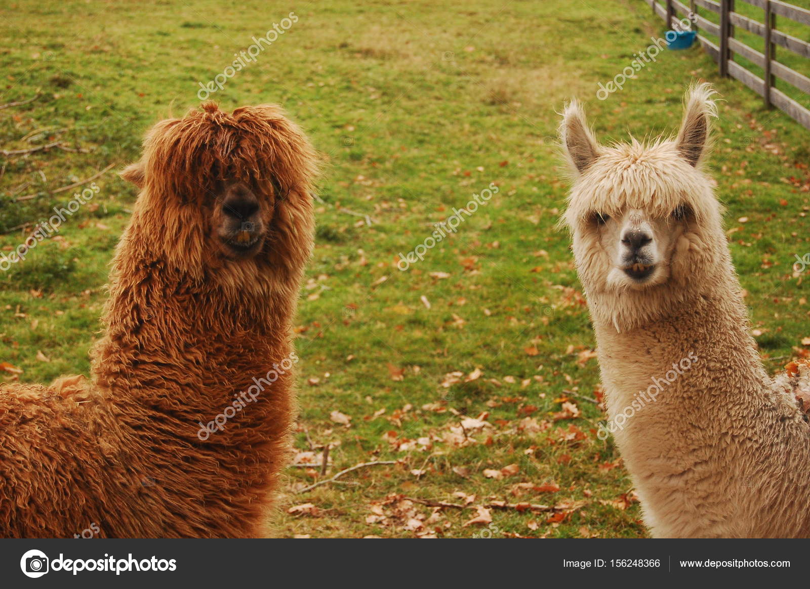 Alpaca Laughing