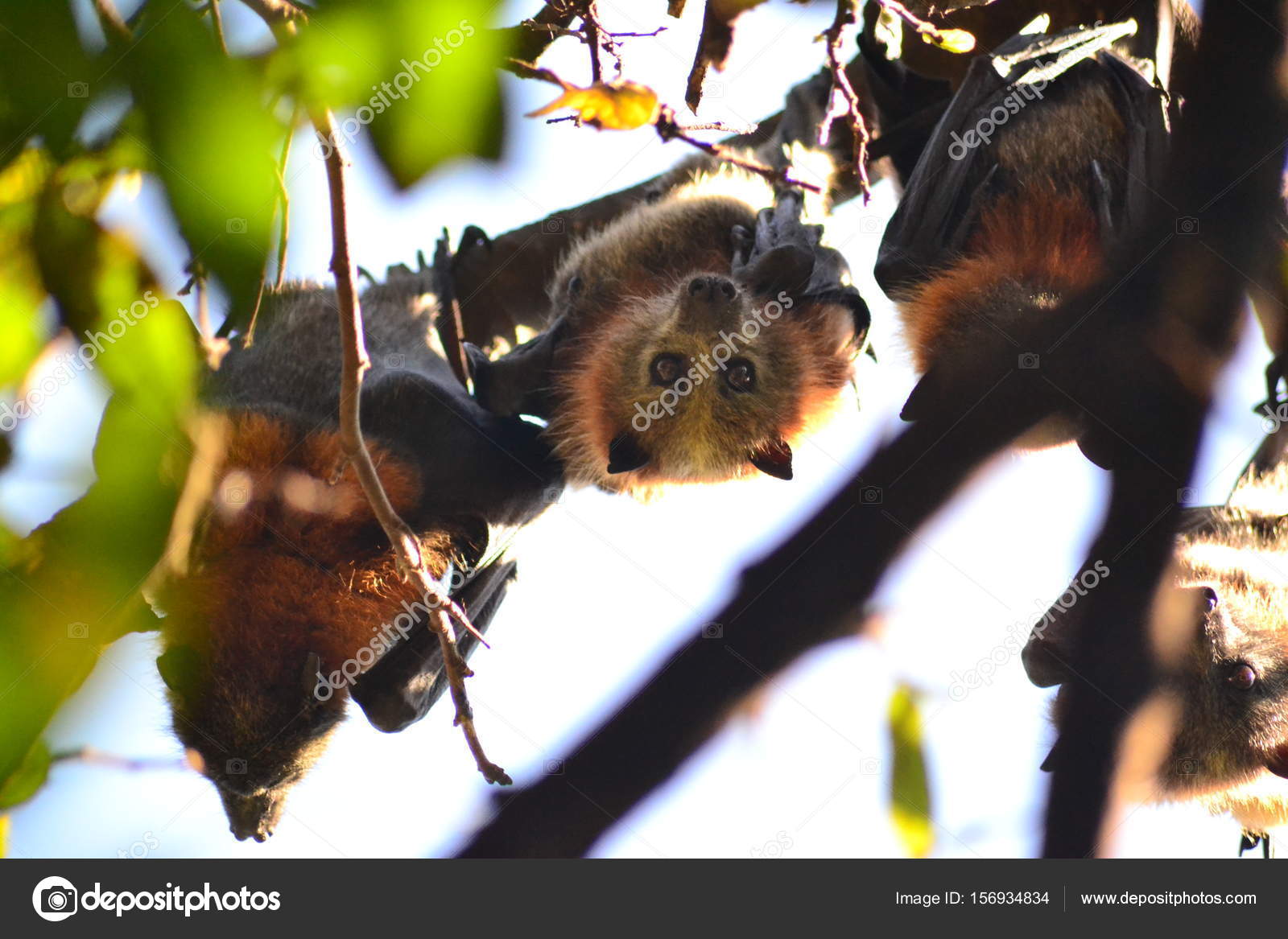 Flying foxes in the tree top Stock Photo by ©LucieF 156934834