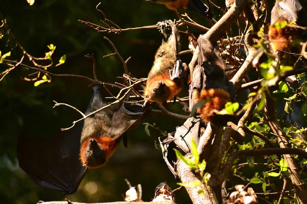 Flying foxes in the tree top Stock Photo by ©LucieF 156934834