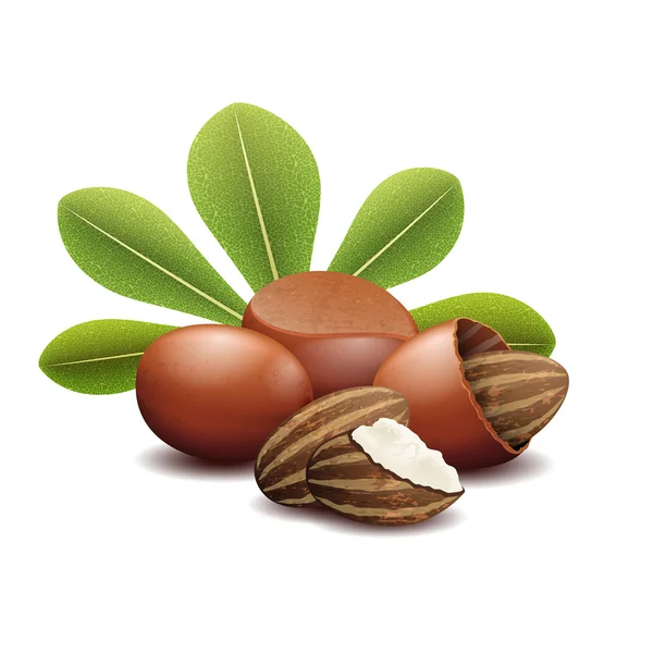 Shea nuts Vector Art Stock Images | Depositphotos