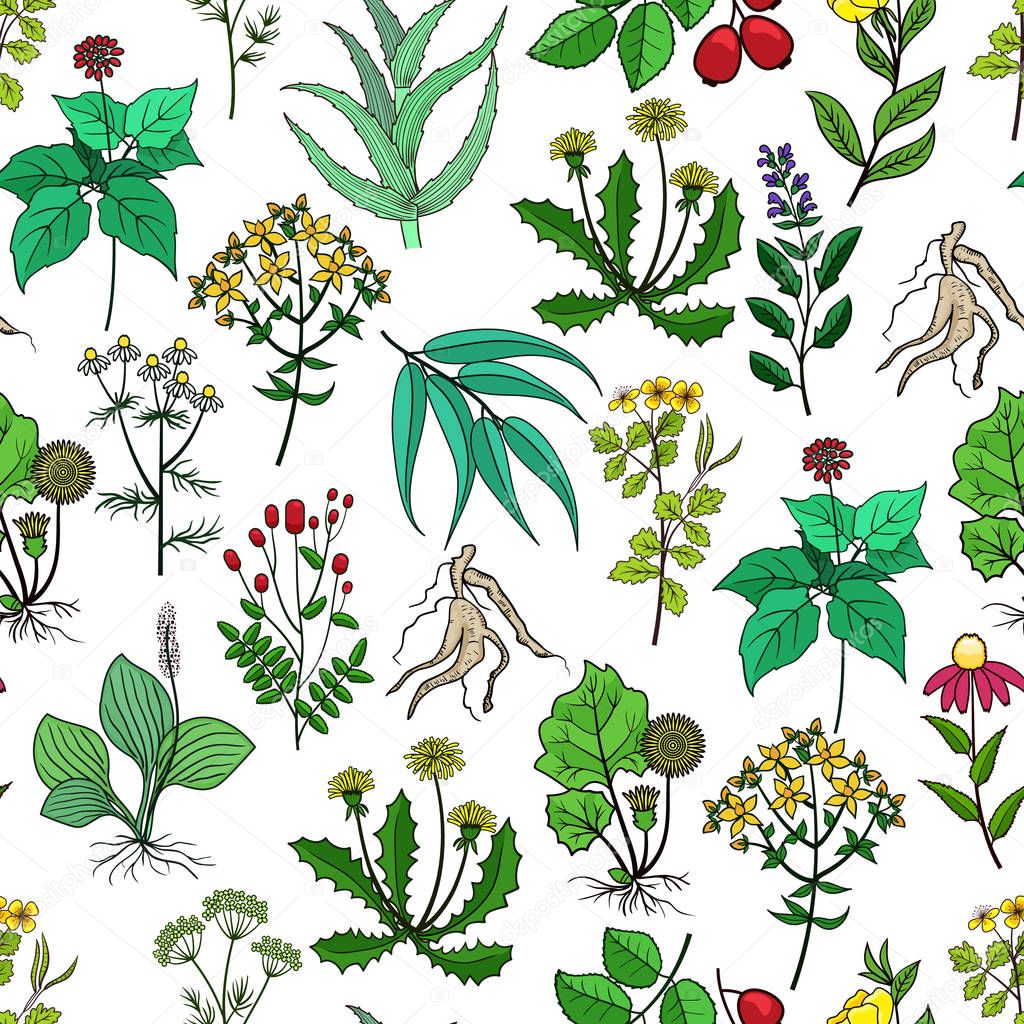Plantas medicinales y hierbas medicinales vector fondo en blanco 2023