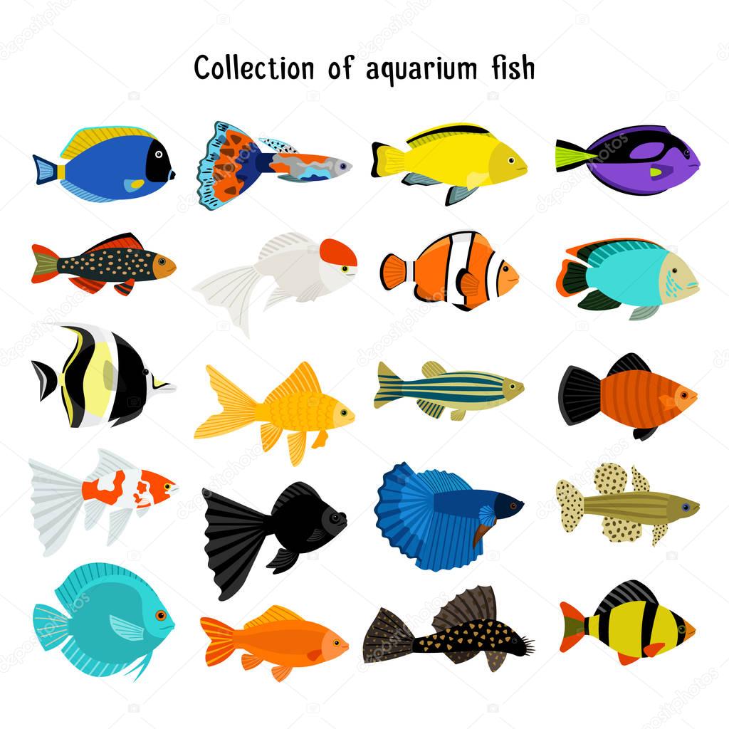 Aquarium fish set. Vector underwater diving fishes isolated on white ...