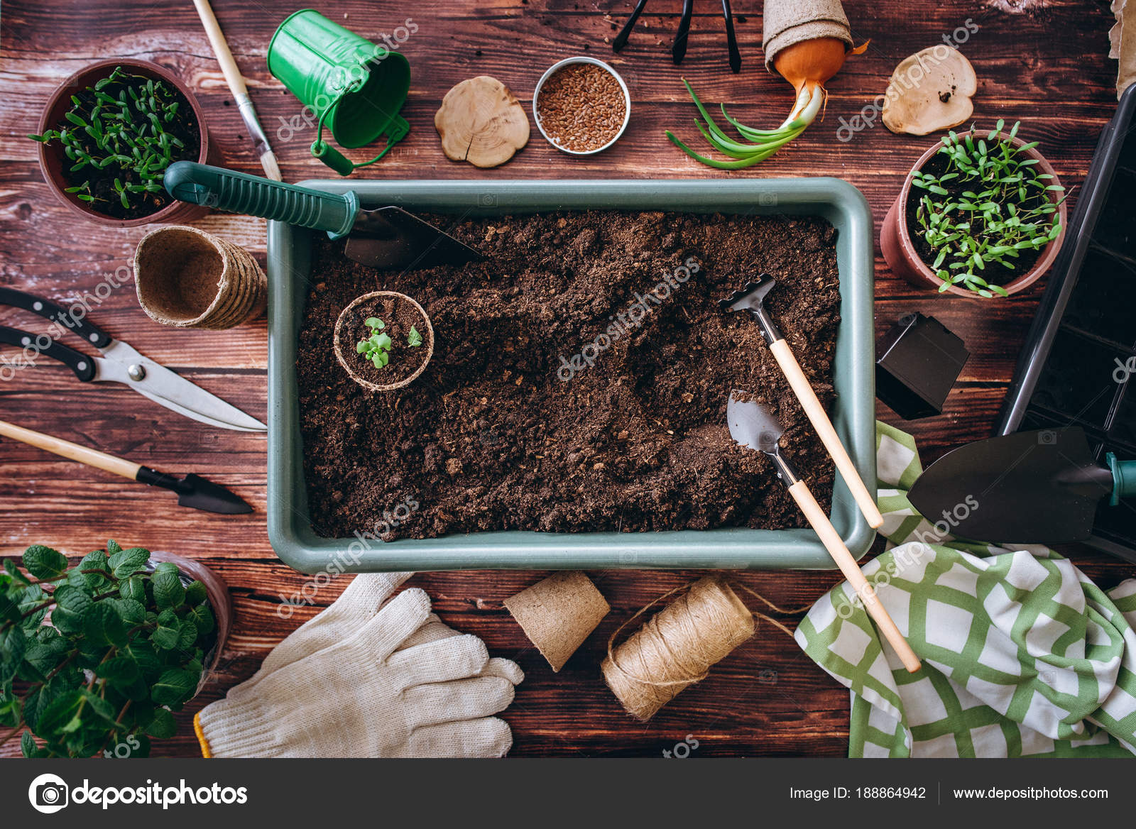 Top View Big Pot Soil Fresh Green Sprouts Pots Gardening Stock Photo by ...