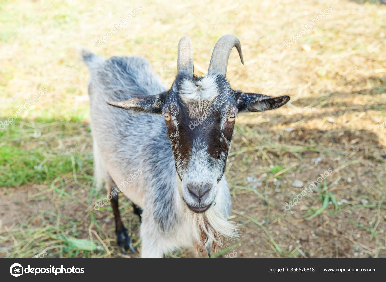 Cute Goat Relaxing Ranch Farm Summer Day Domestic Goats Grazing Stock ...