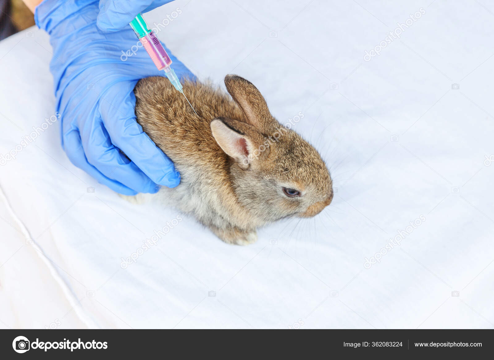 Veterinarian With Bunny