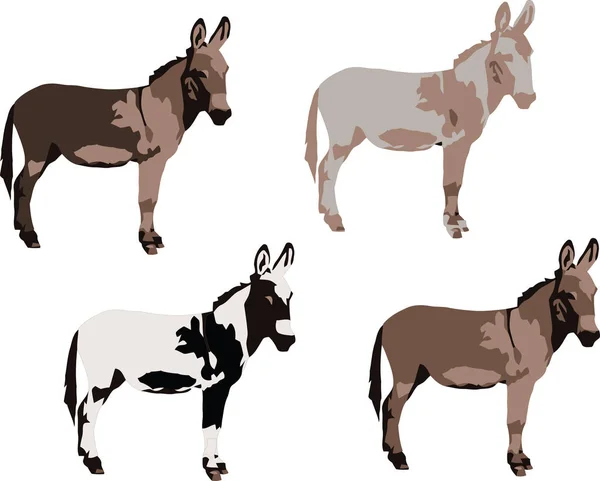 Donkeys Vector Art Stock Images | Depositphotos