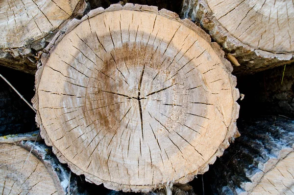 End of log Stock Photos, Royalty Free End of log Images | Depositphotos