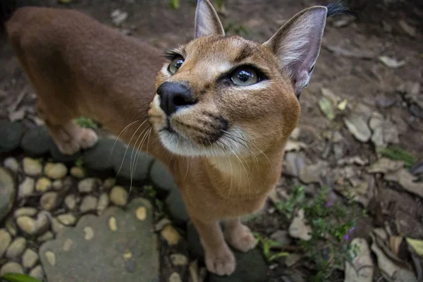 Caracal caracal Stock Photos, Royalty Free Caracal caracal Images ...