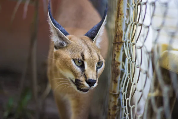 1,532 Serval cat Stock Photos, Serval cat Images | Depositphotos®