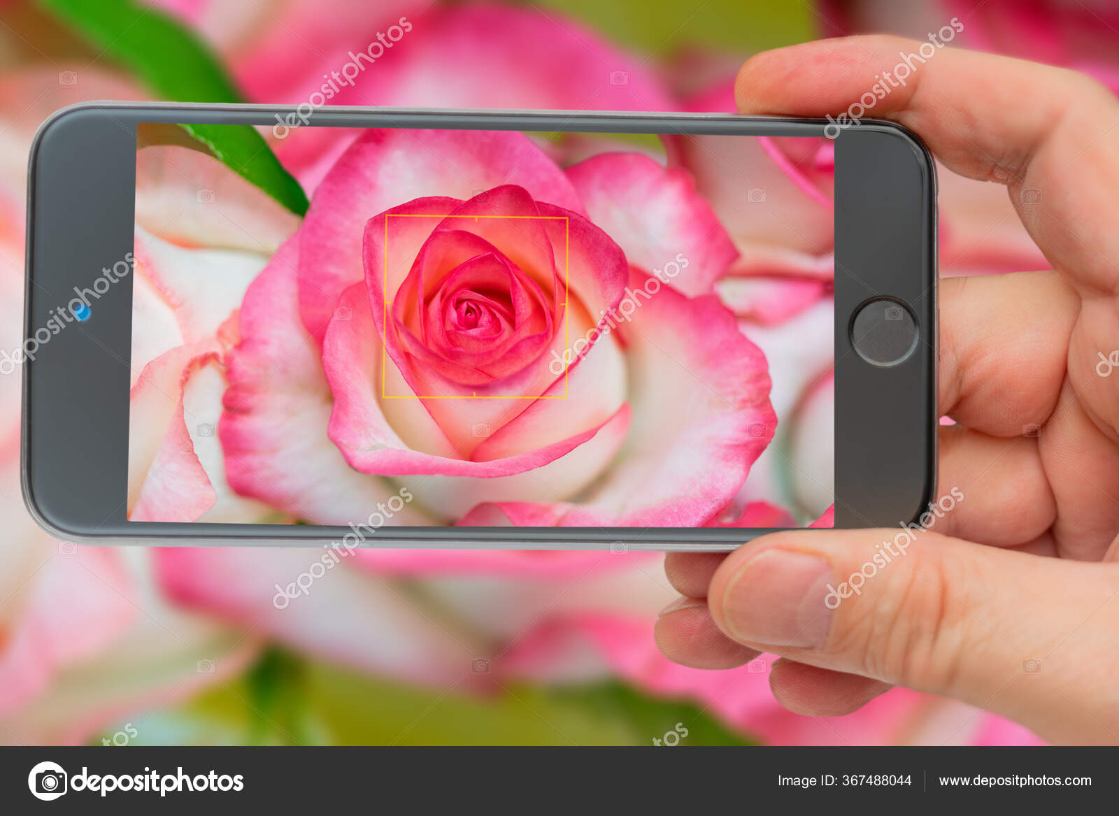 Rose Smartphone Screen Beautiful Fresh Rose Blooming Pink Bud Spring ...