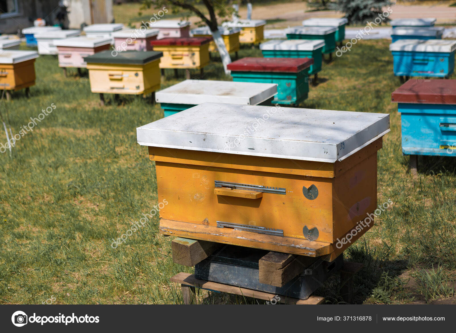 Una Fila Colmenas Abejas Colmenar Privado Jardín Industria Miel — Foto ...