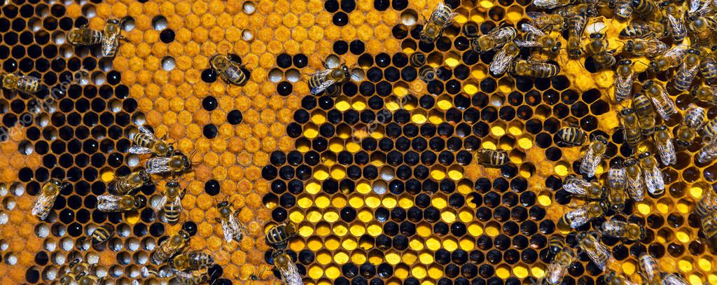 Primer plano de un marco con un panal de miel de cera con abejas en ...