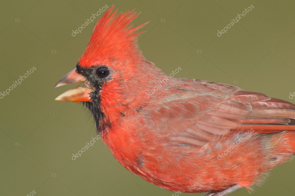 Male Northern Cardinal (cardinalis) — Stock Photo © steve_byland #126214920