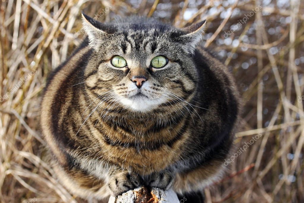 Una mirada curiosa de los ojos de un gato grande. Un gato gordo se ve ...