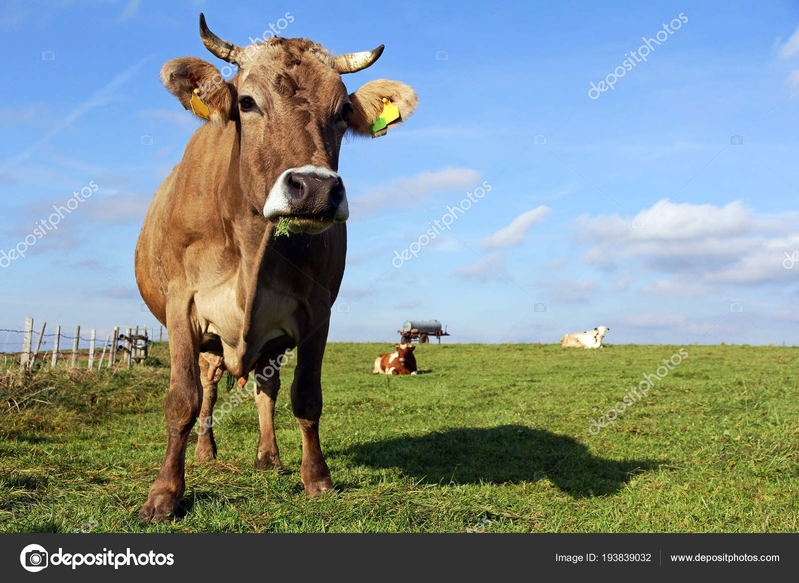 Brown Swiss Herd