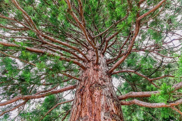 Old pine tree Stock Photos, Royalty Free Old pine tree Images ...
