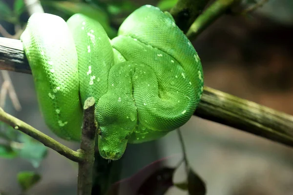 Green tree snake Stock Photos, Royalty Free Green tree snake Images ...
