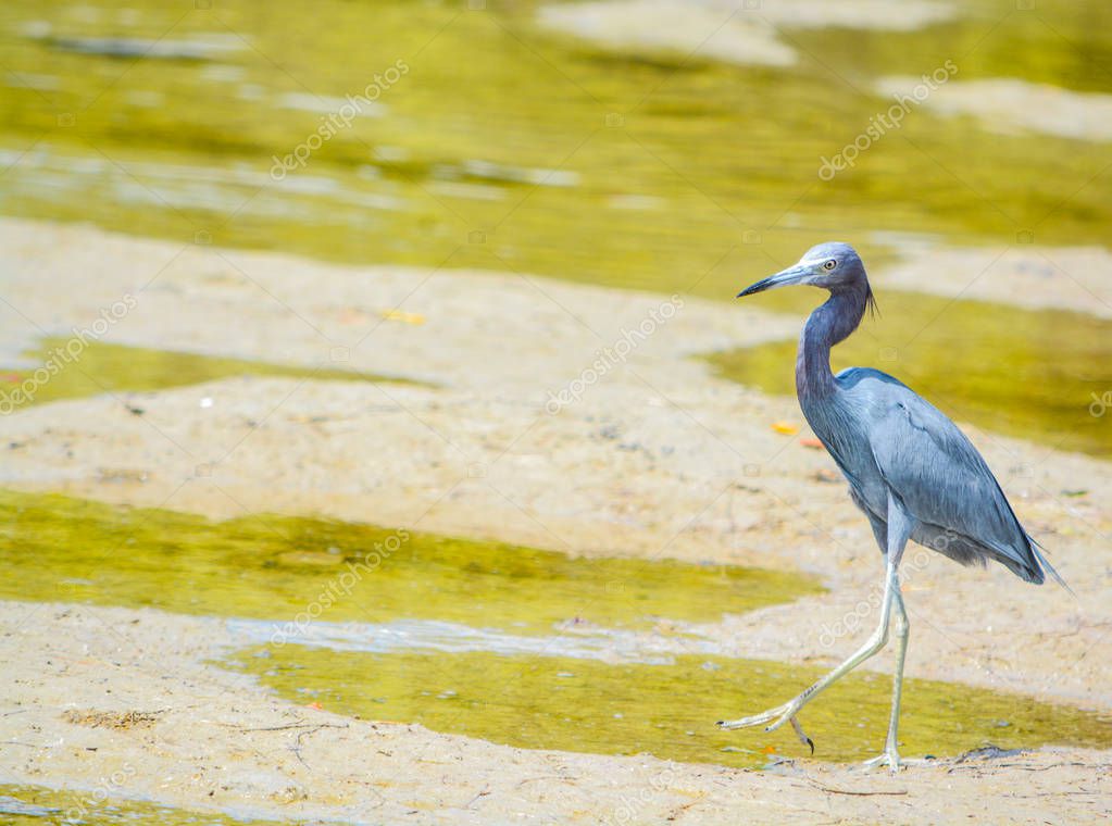Una Garza Azul (Egretta caerulea) en la Reserva Acuática Lemon Bay en ...