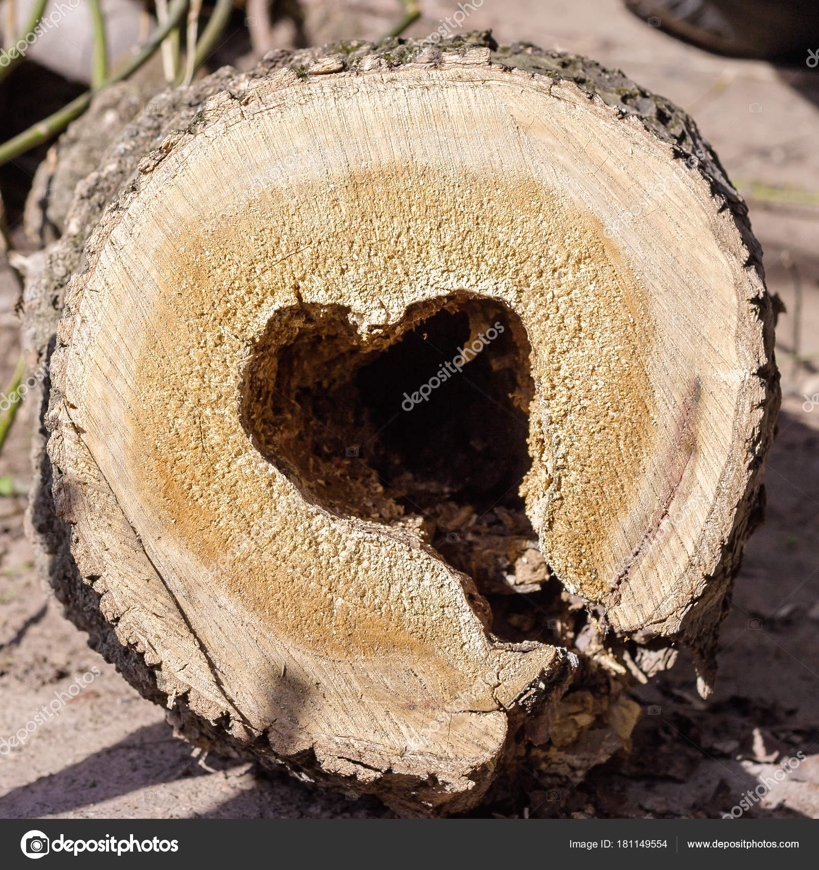 A cut of a tree in the shape of a heart — Stock Photo © TischenkoPhoto ...