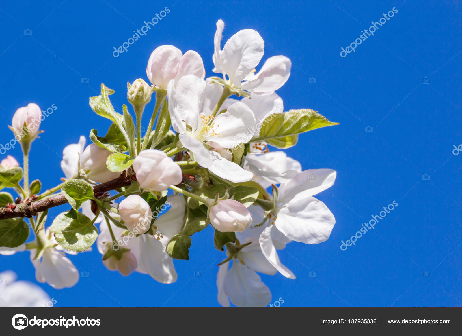 Flores de un manzano contra un cielo azul: fotografía de stock ...